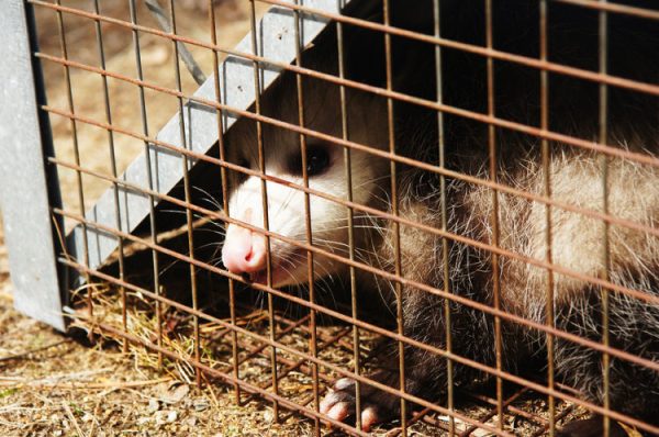 Tips for Deterring Opossums From Your Home - NY NJ Wild Life Removal